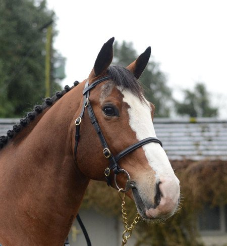 Mackey Classic In Hand Bridle – Horse Heaven Equestrian