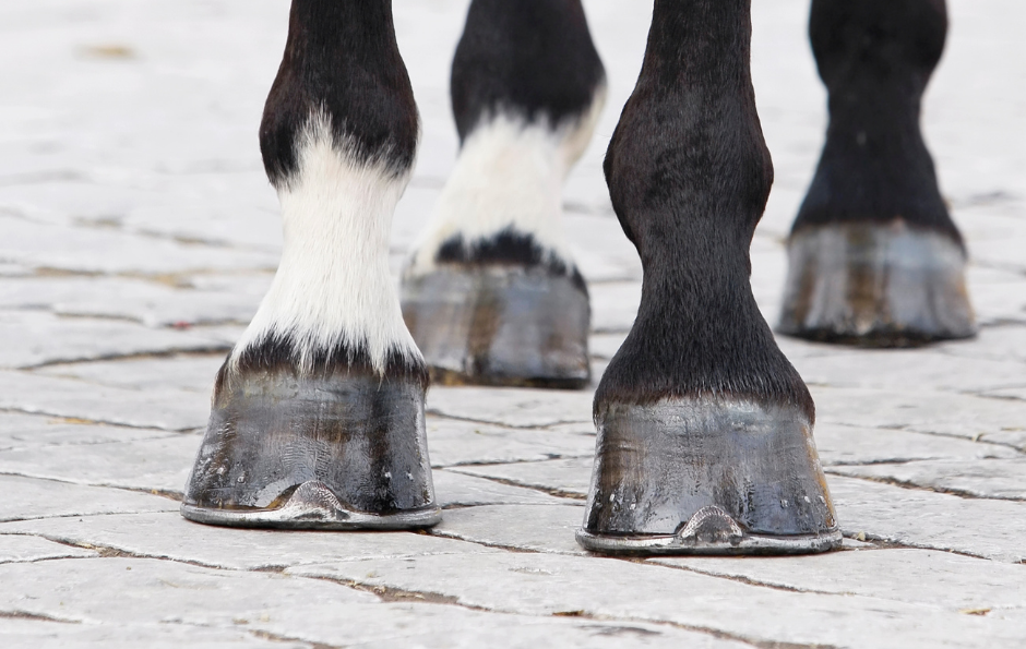 Hoof Care – Horse Heaven Equestrian