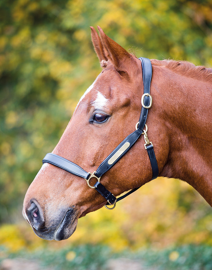 Aviemore Leather Nameplate Headcollar 4152 – Horse Heaven Equestrian