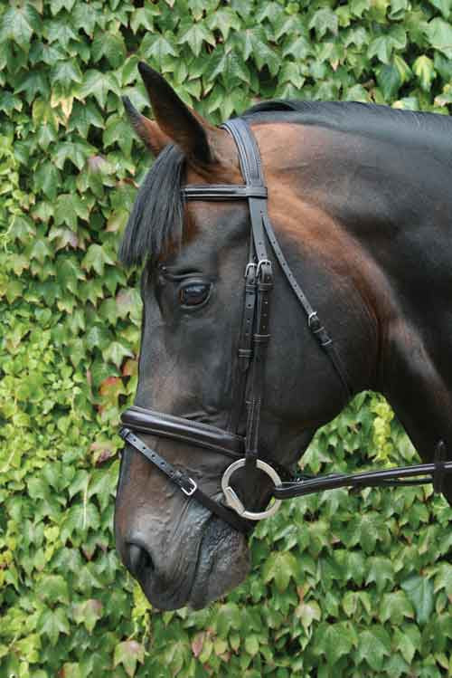 Mackey Legends Flash Bridle – Horse Heaven Equestrian
