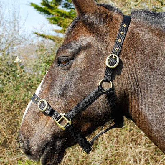 Turfmaster Nylon Headcollar - Assorted Sizes & Colours – Horse Heaven ...